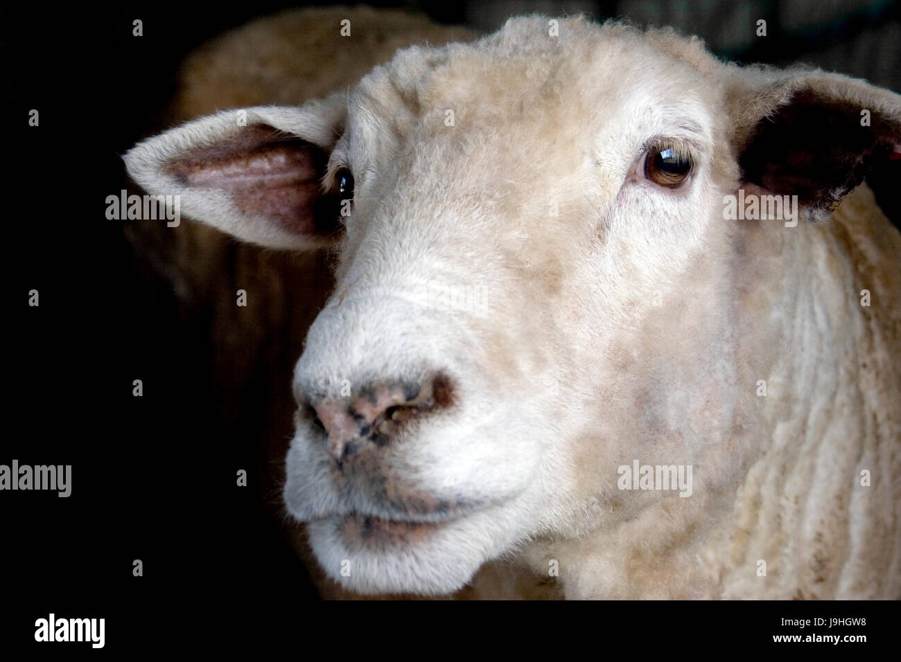 Portrait of a sheep Stock Photo - Alamy