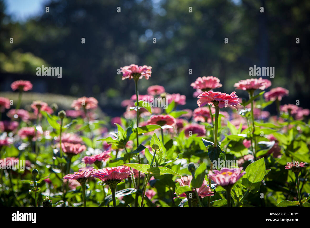 Multiple flowers in the Dallas Arboretum in Dallas, Texas Stock Photo ...