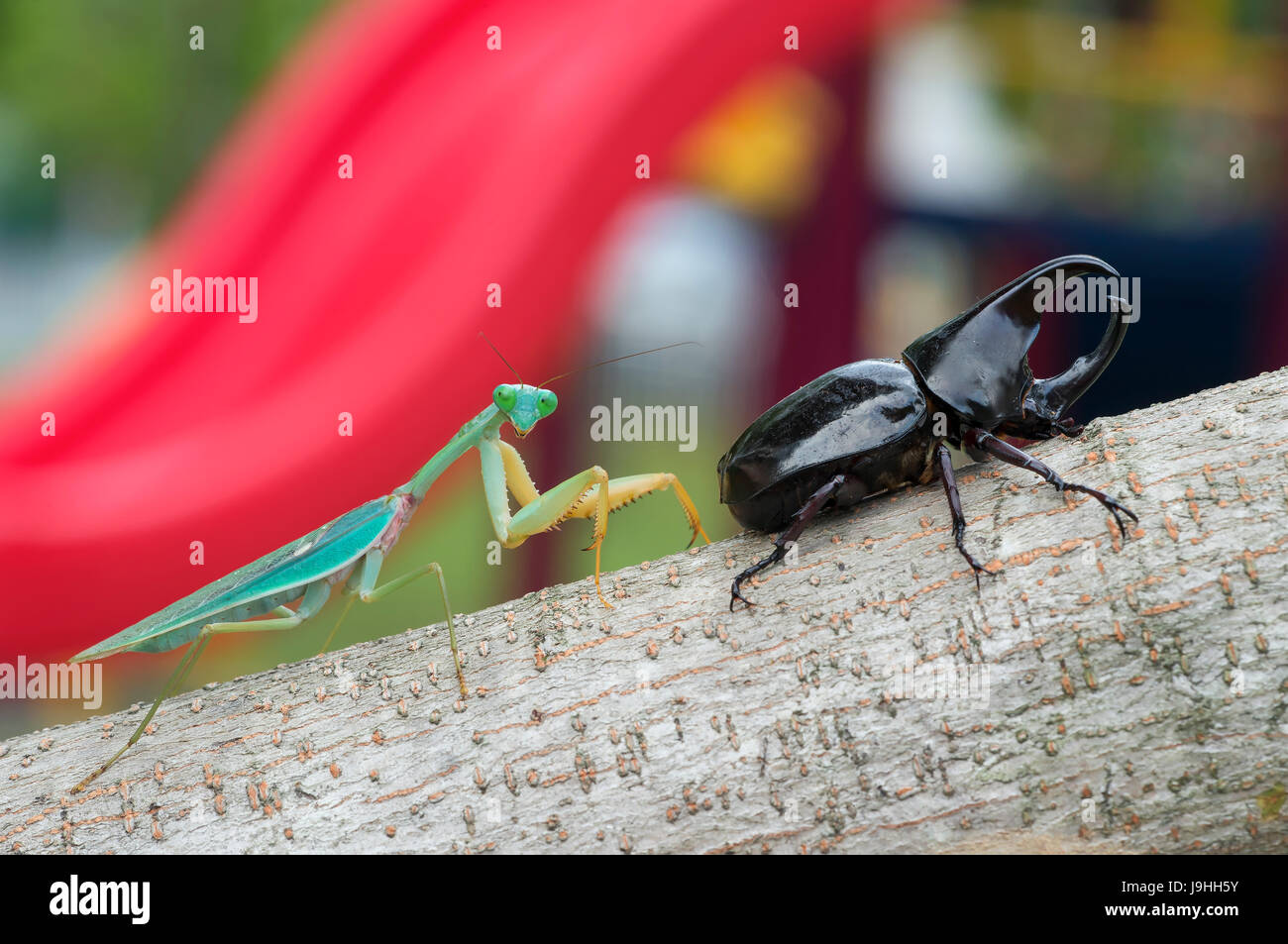 Praying mantis and rhinoceros beetle Stock Photo - Alamy