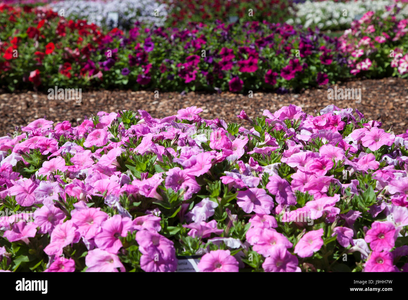 Multiple flowers hi-res stock photography and images - Alamy