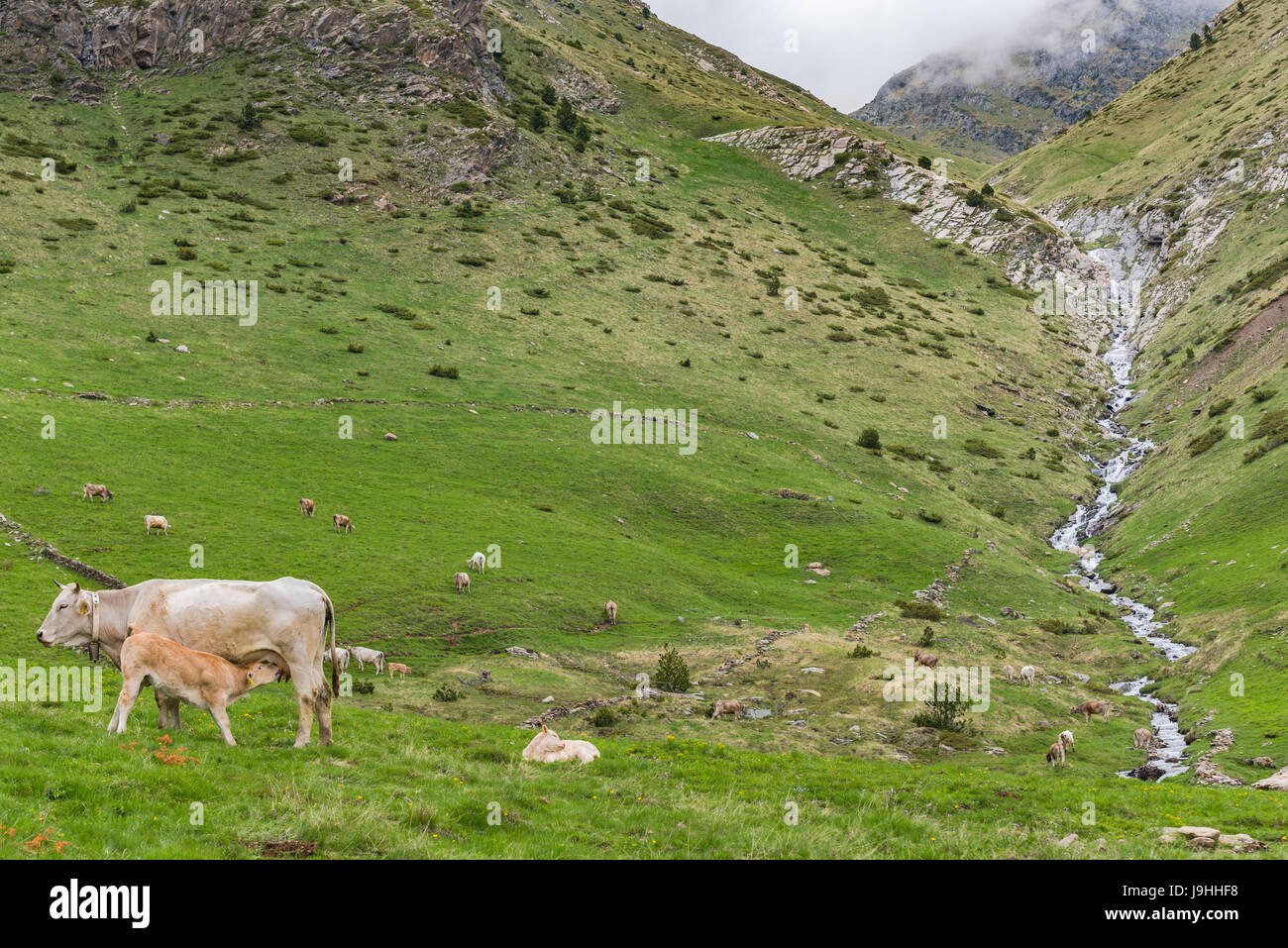 Alpine agriculture hi-res stock photography and images - Alamy