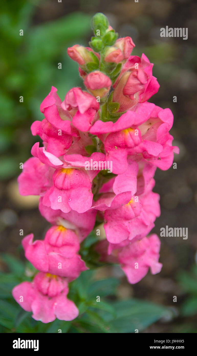 garden, flower, plant, bloom, blossom, flourish, flourishing, flora ...