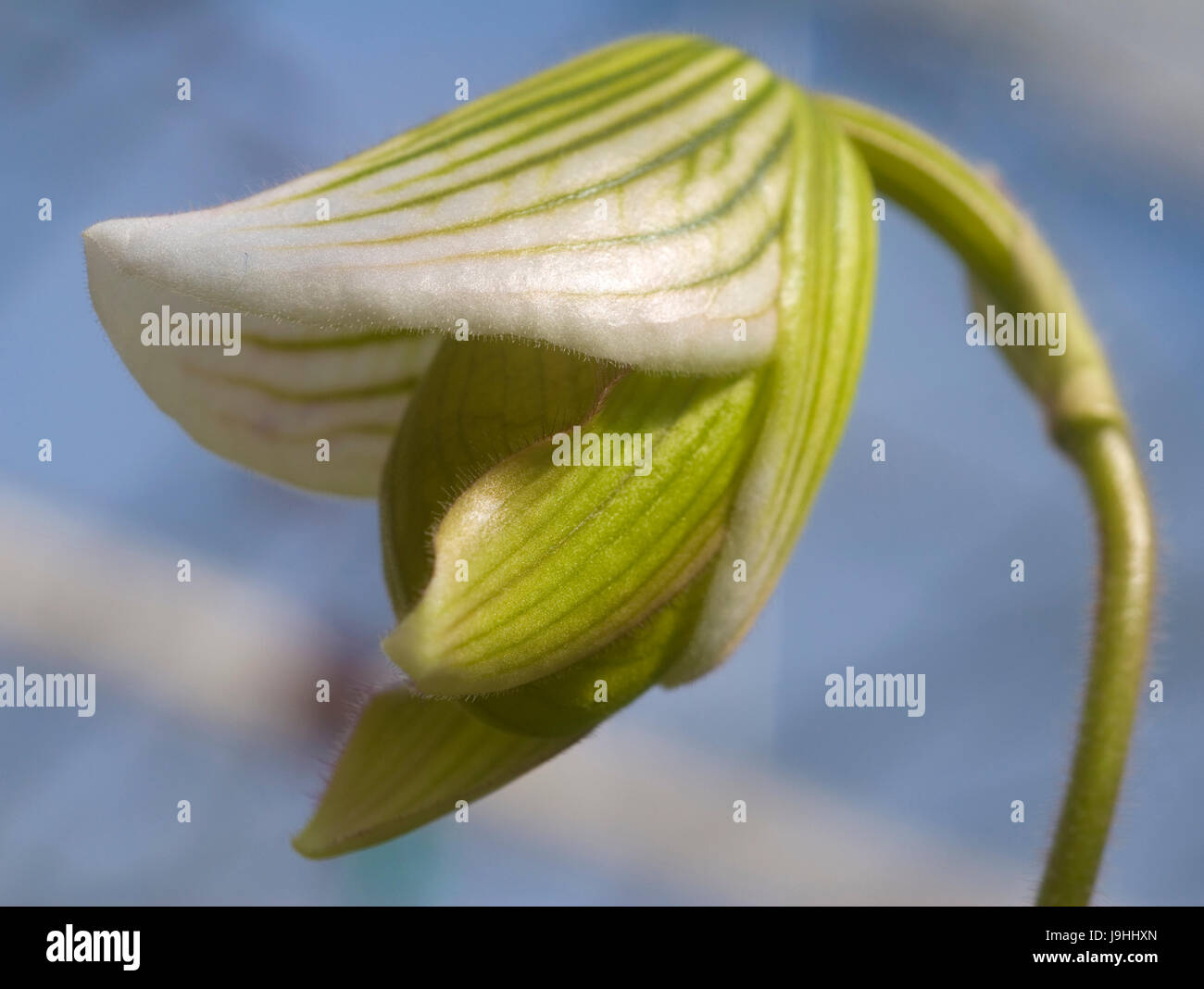 garden, flower, plant, bloom, blossom, flourish, flourishing, flora ...