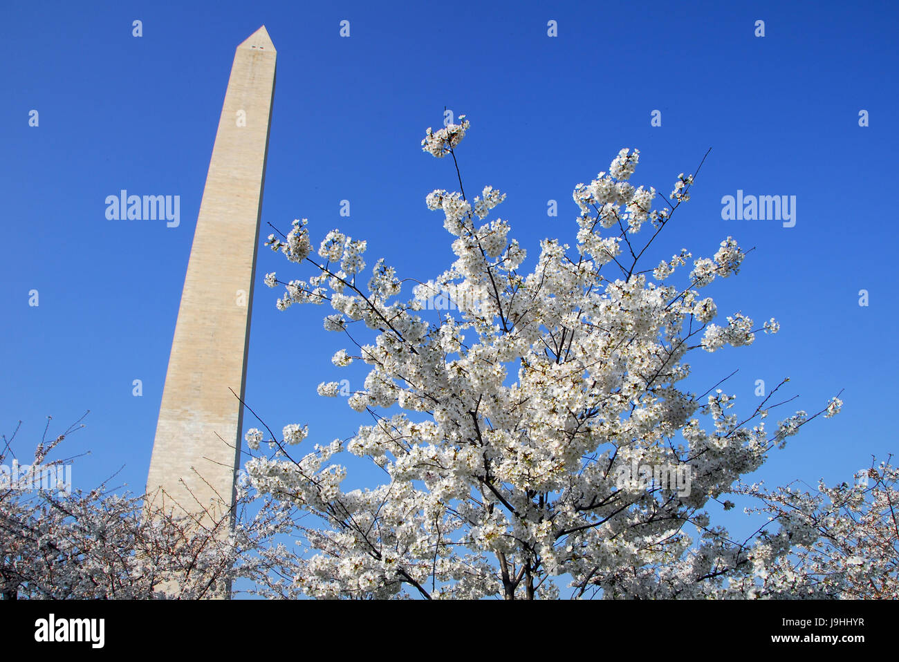tower, travel, monument, memorial, stone, flower, plant, bloom, blossom ...