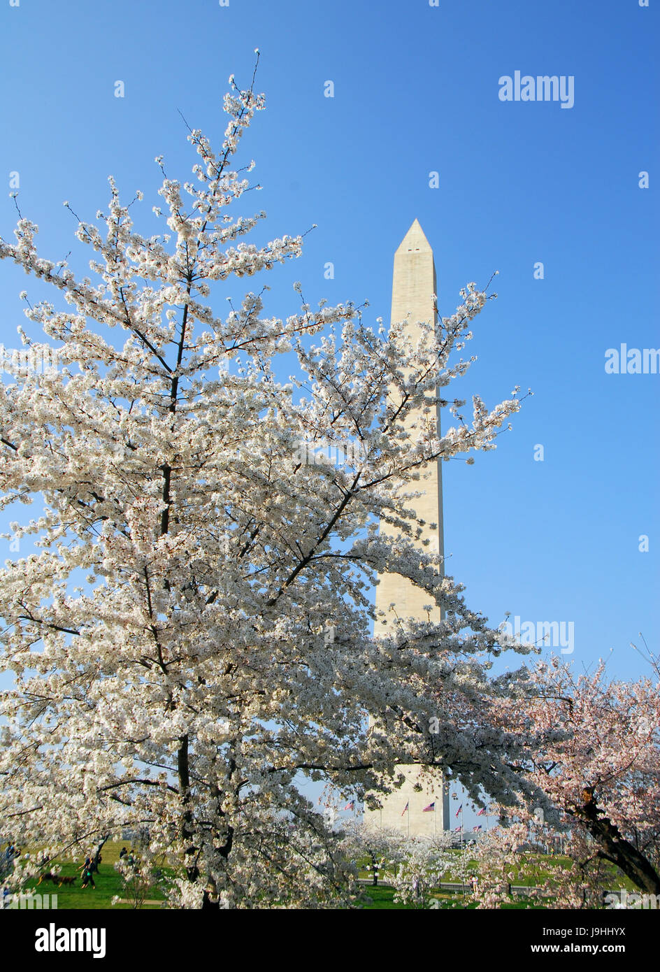 tower, travel, monument, memorial, stone, flower, plant, bloom, blossom ...