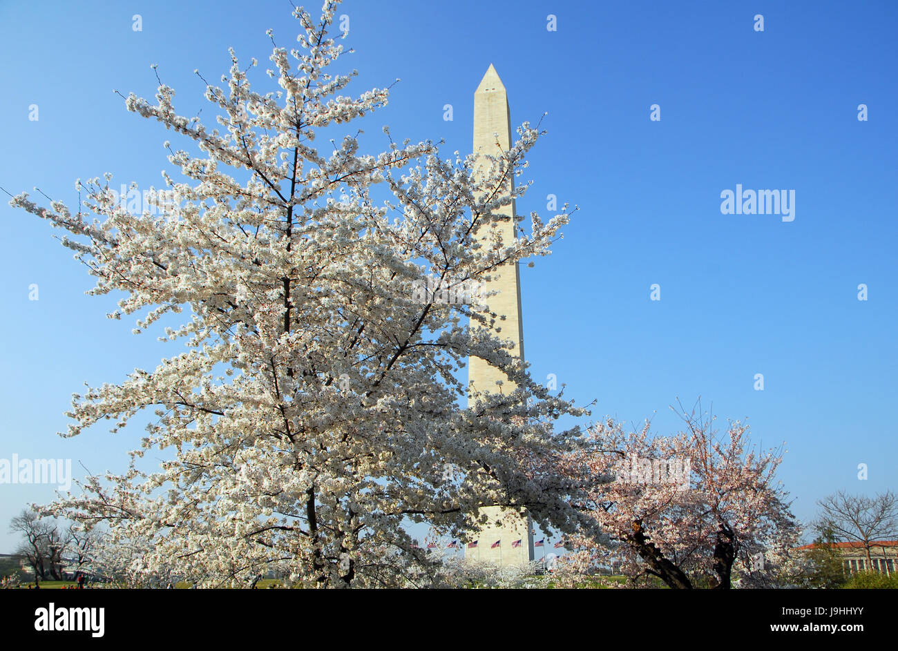 tower, travel, monument, memorial, stone, flower, plant, bloom, blossom ...
