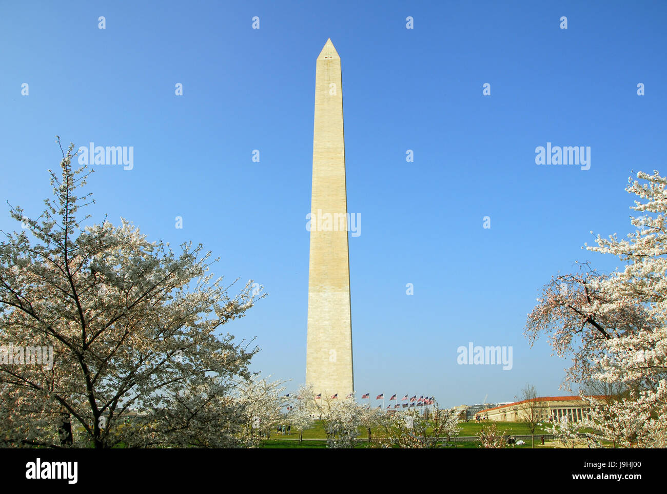 tower, travel, monument, memorial, stone, flower, plant, bloom, blossom ...