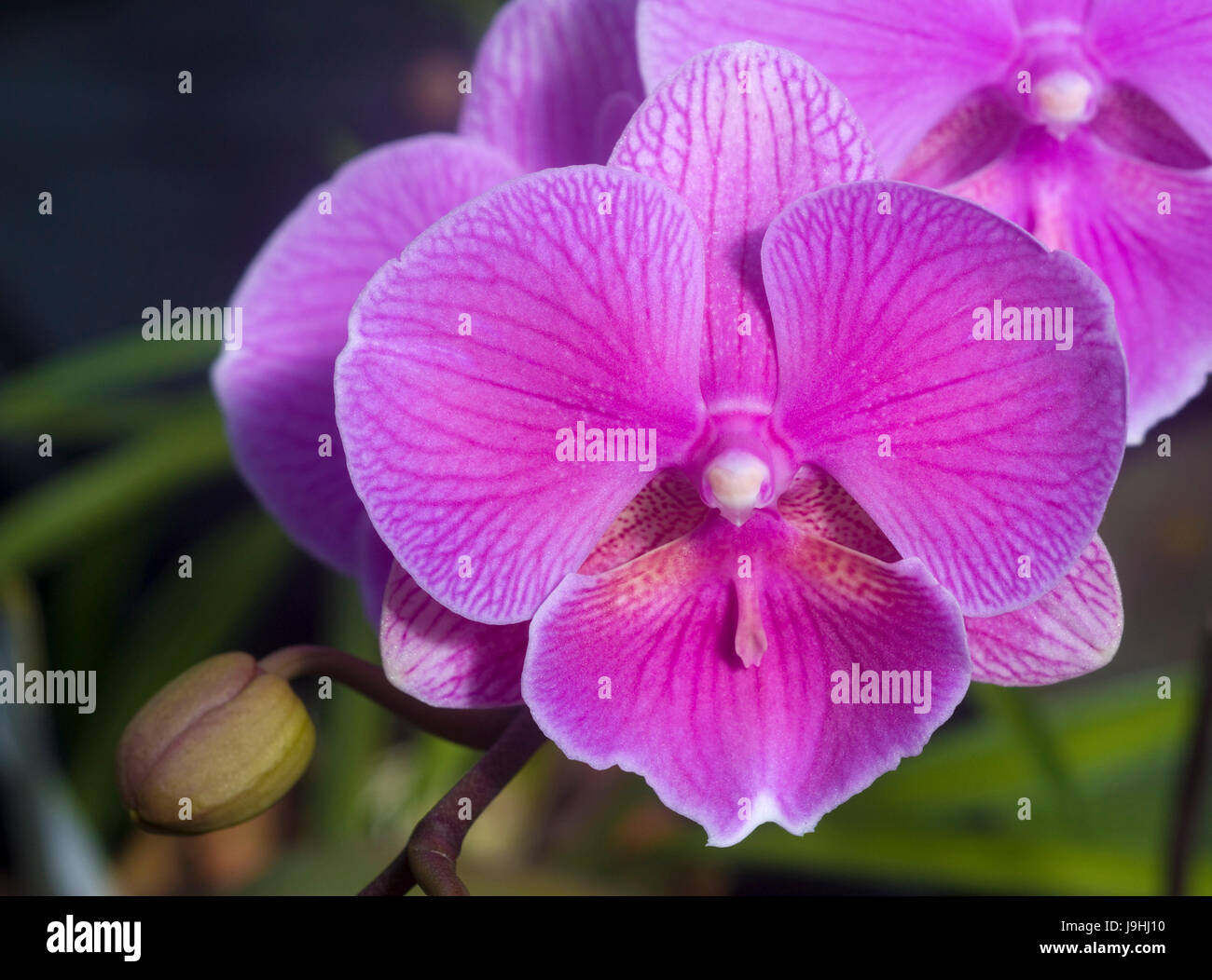 colour, garden, flower, plant, bloom, blossom, flourish, flourishing ...