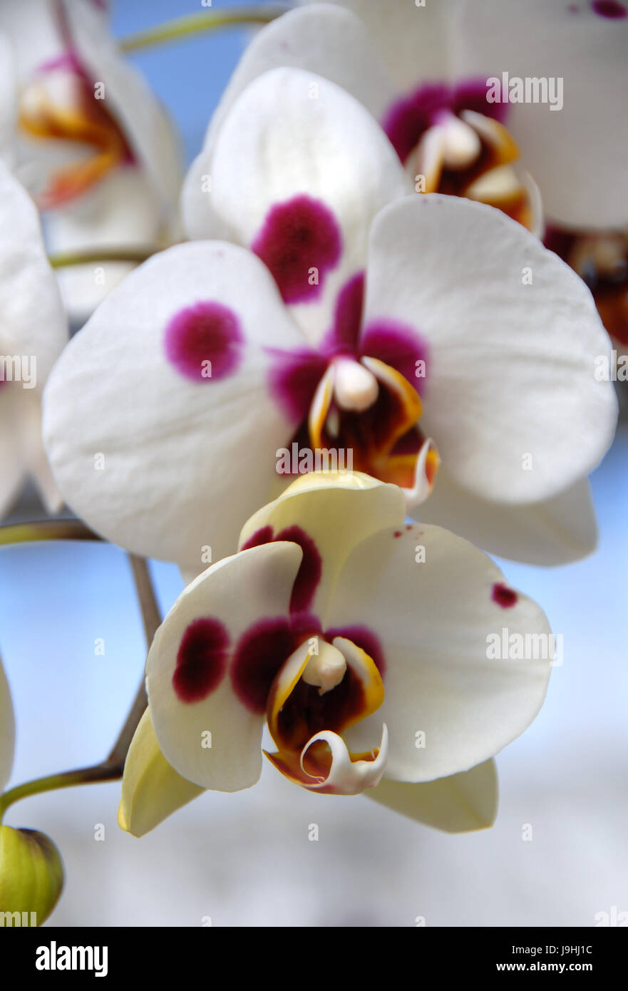 colour, garden, flower, plant, bloom, blossom, flourish, flourishing ...