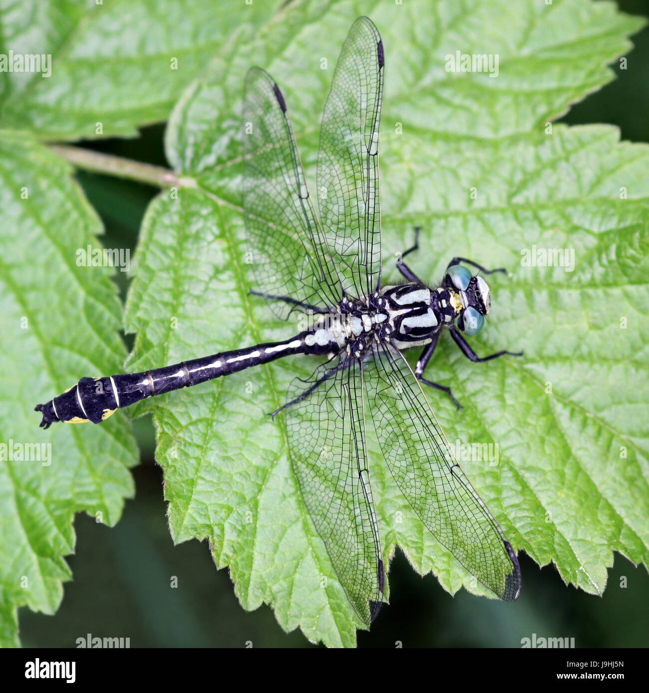 dragonfly, dragonfly, male, mnnchen gomphus vulgatissimus, gemeine ...
