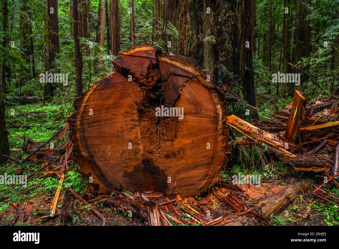 The Giant red Cedar trees at Redwoods National Park Stock Photo - Alamy