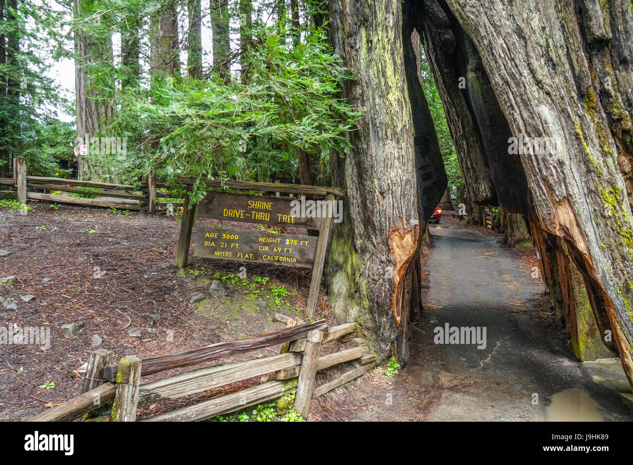 The famous Shrine Drive-through tree at Redwoods National Park - ARCATA ...