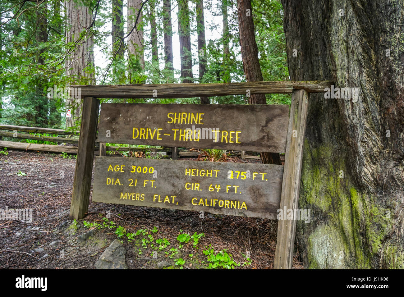 The famous Shrine Drive-through tree at Redwoods National Park - ARCATA ...