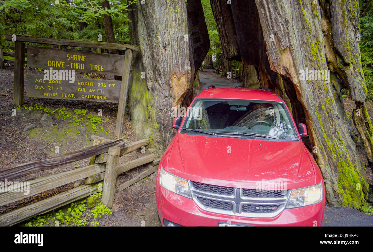 The famous Shrine Drive-through tree at Redwoods National Park - ARCATA ...