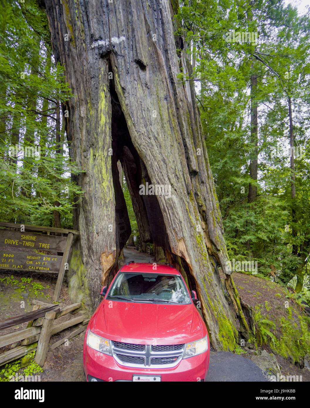 The famous Shrine Drive-through tree at Redwoods National Park - ARCATA ...