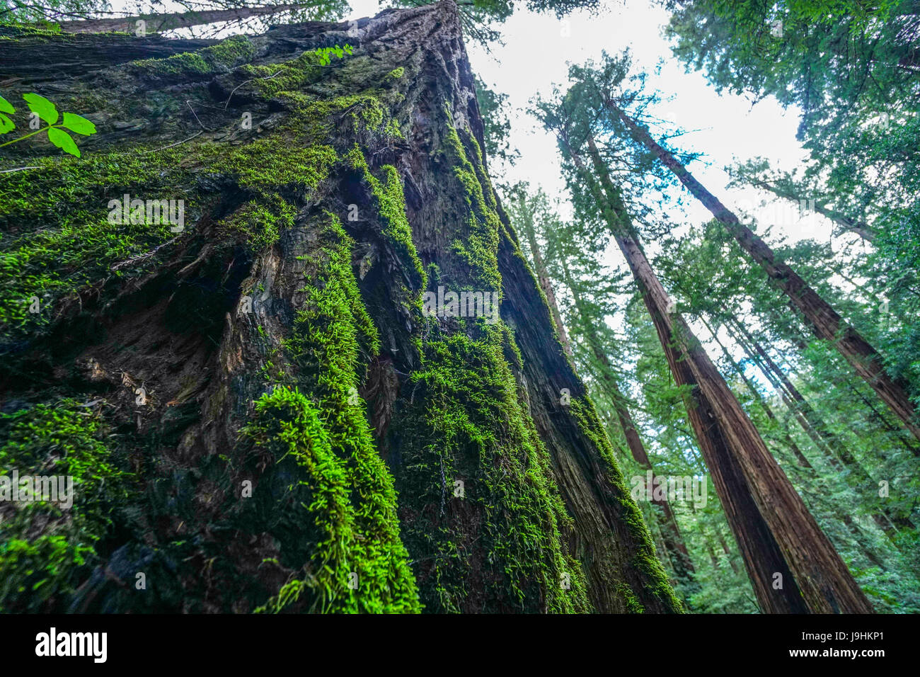 Giant Redwood Trees in the Redwoods National Park Stock Photo - Alamy
