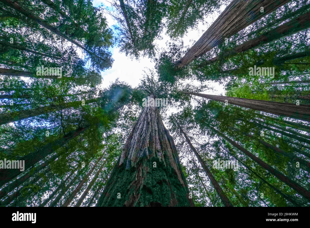 Redwoods national park hi-res stock photography and images - Alamy
