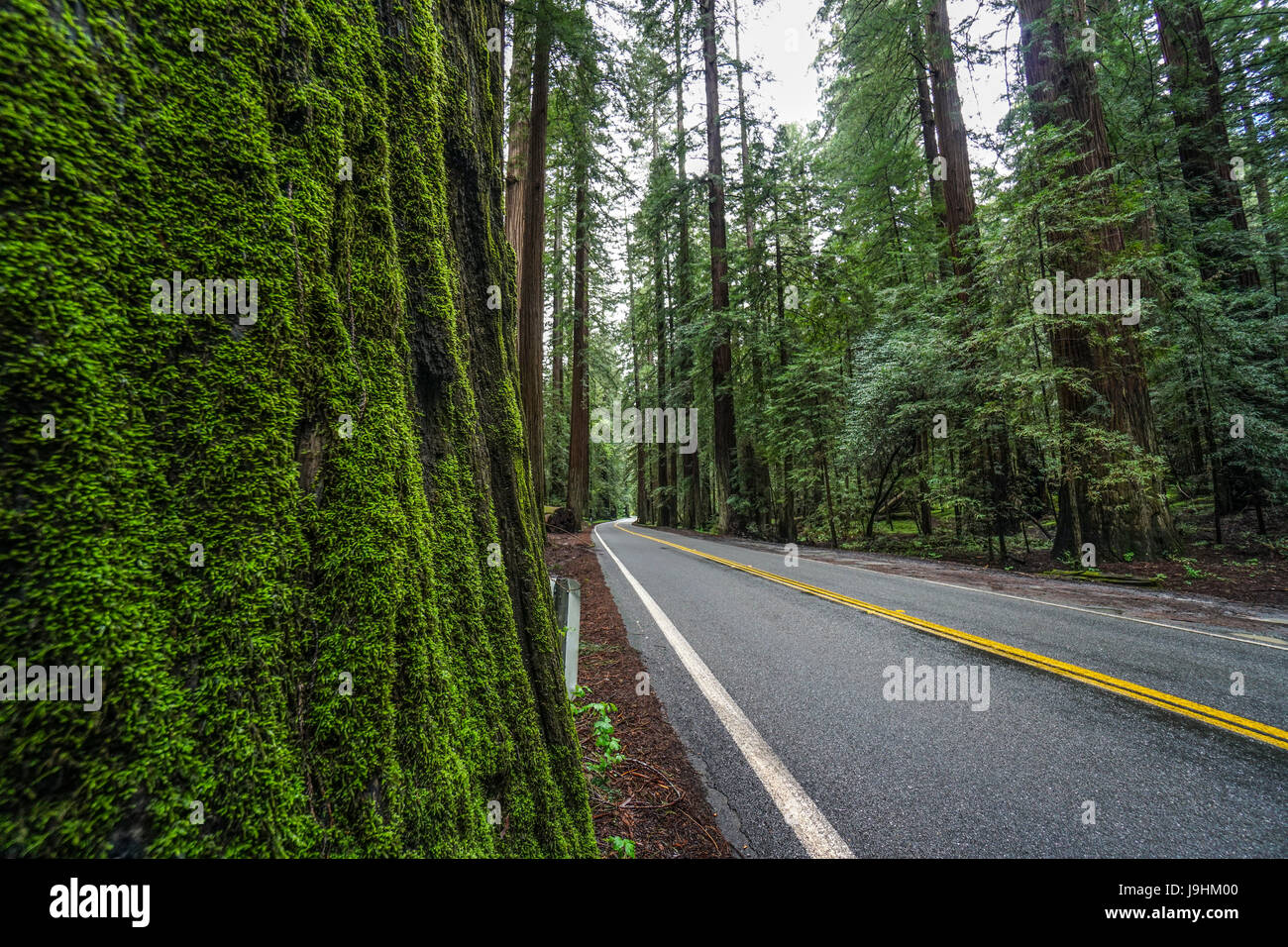 The beautiful woods and nature of Oregon Stock Photo - Alamy