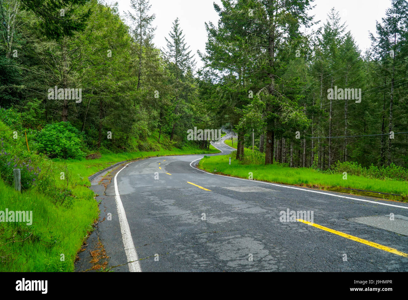 Beautiful route through the forest Stock Photo - Alamy