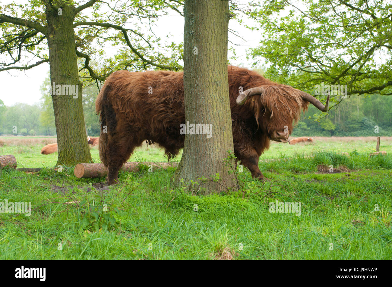 animal, horn, hairy, wool, cow, farm, scottish, travel, culture, animal ...