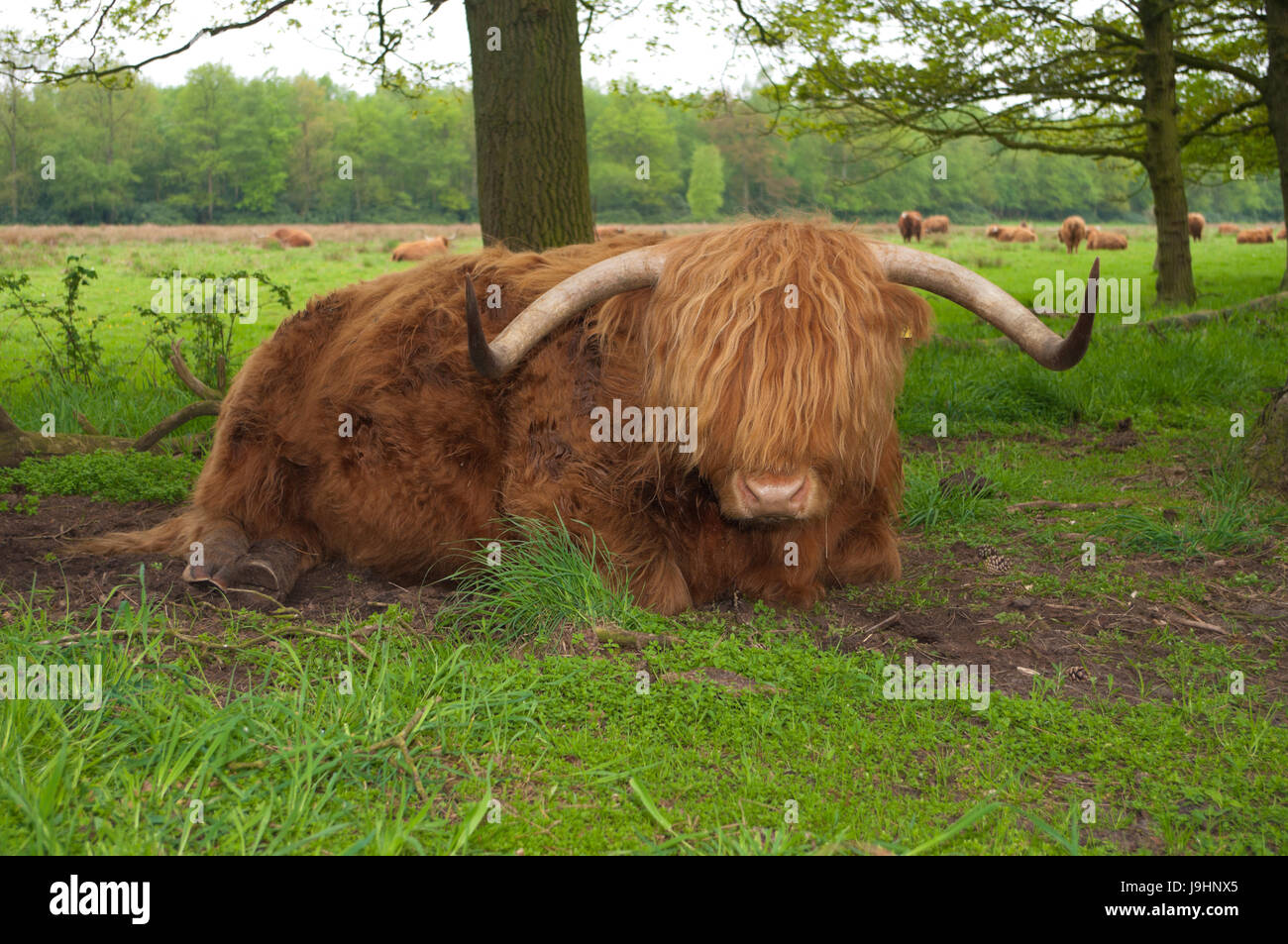 animal, horn, hairy, wool, cow, farm, scottish, travel, culture, animal ...