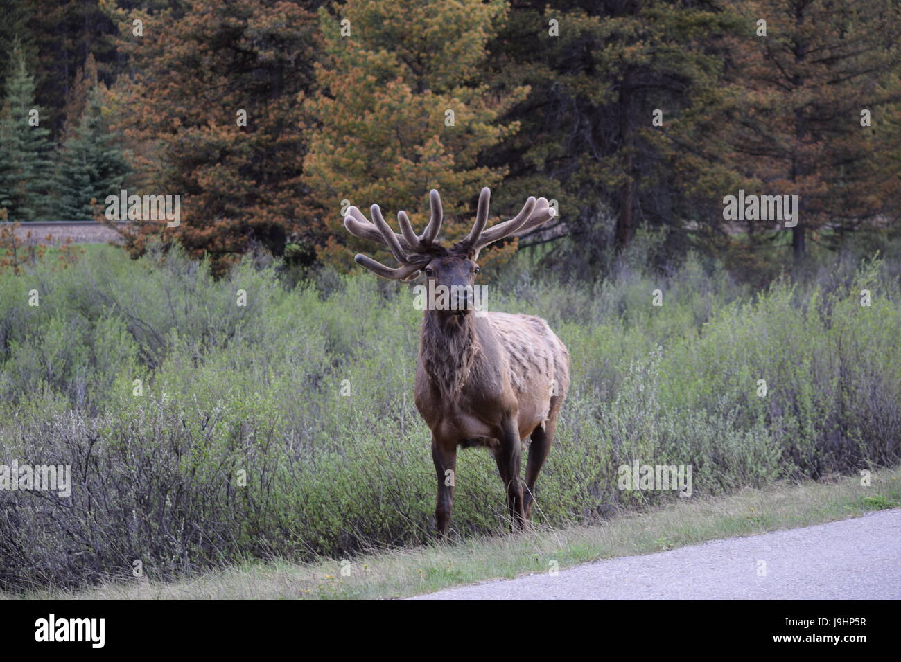 Elk in Banff National Park Stock Photo - Alamy