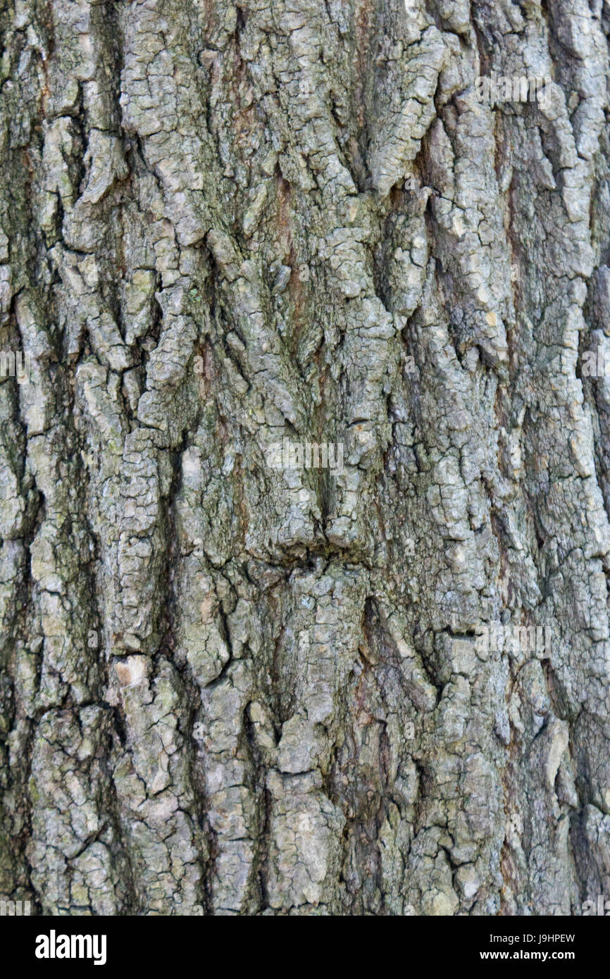 wood, backdrop, background, grey, gray, tree, wood, outdoor, vertical ...