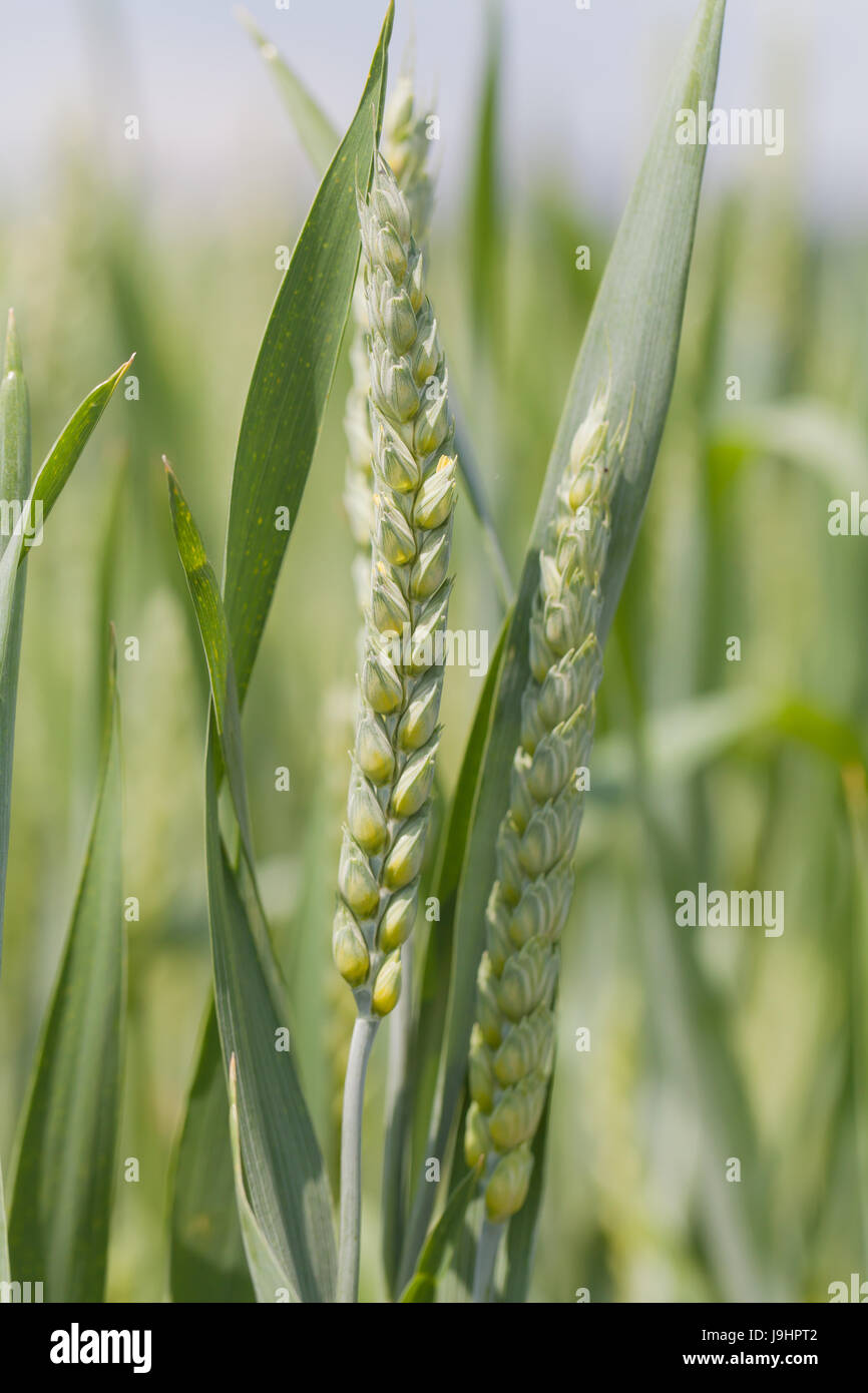 bread, agriculture, farming, field, wheat, cereal, backdrop, background ...