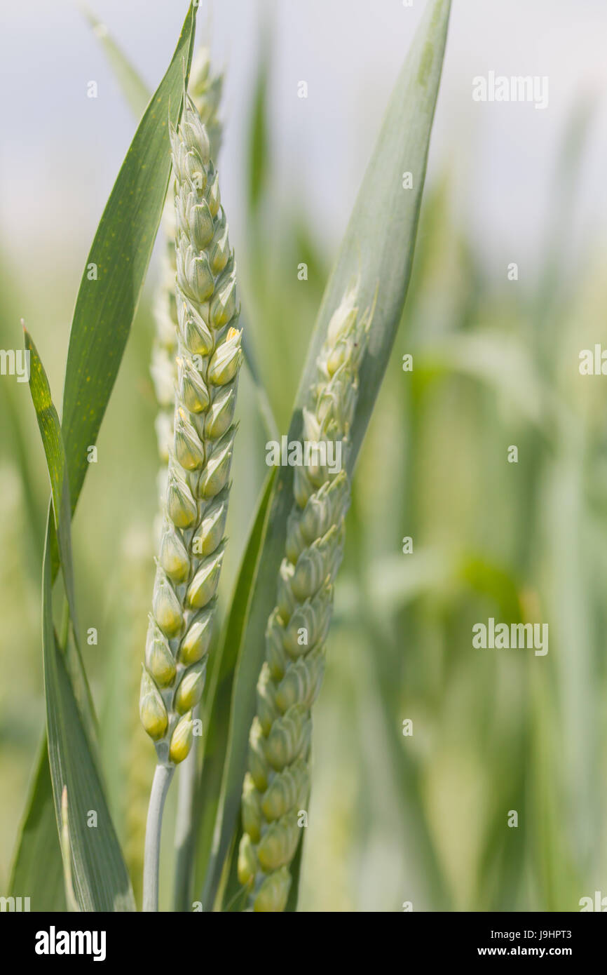 bread, agriculture, farming, field, wheat, cereal, backdrop, background ...