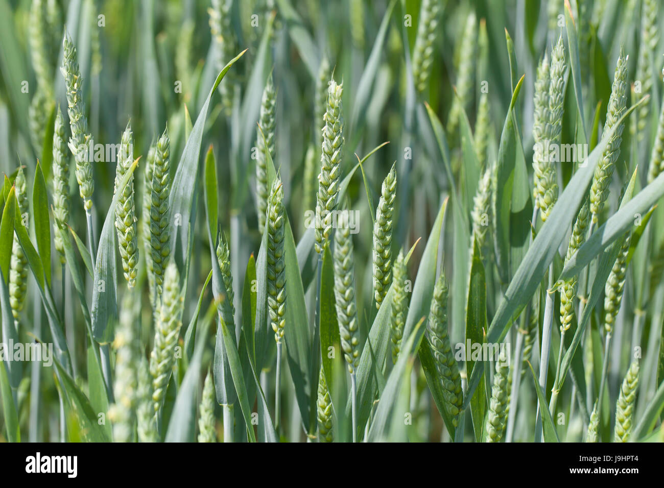 bread, agriculture, farming, field, wheat, cereal, backdrop, background ...