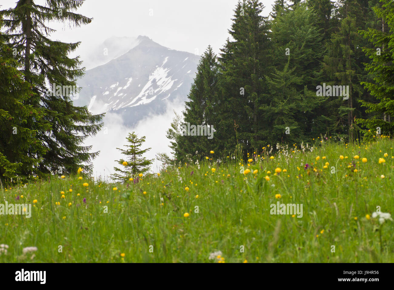spring in the mountains Stock Photo - Alamy