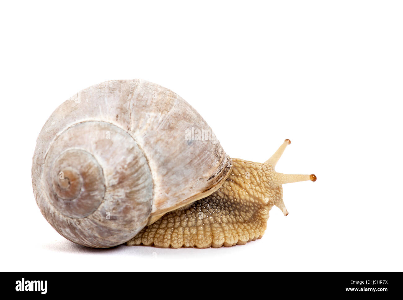 mollusc, snail, edible snail, snail shell, crawler, isolated, optional ...