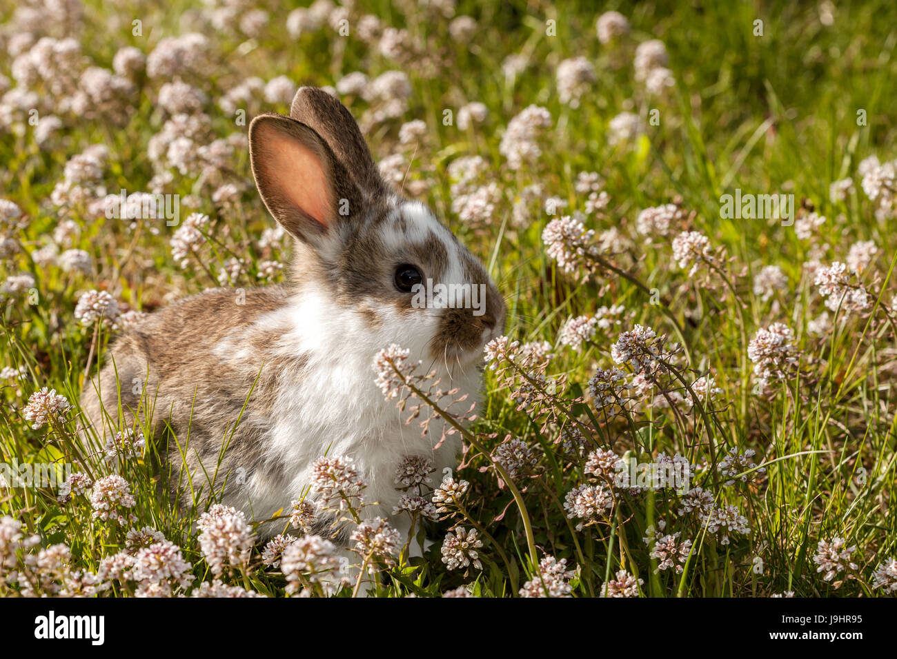 rabbit, hare, easter-bunny, farm animal, hares, roast hare, rabbits ...