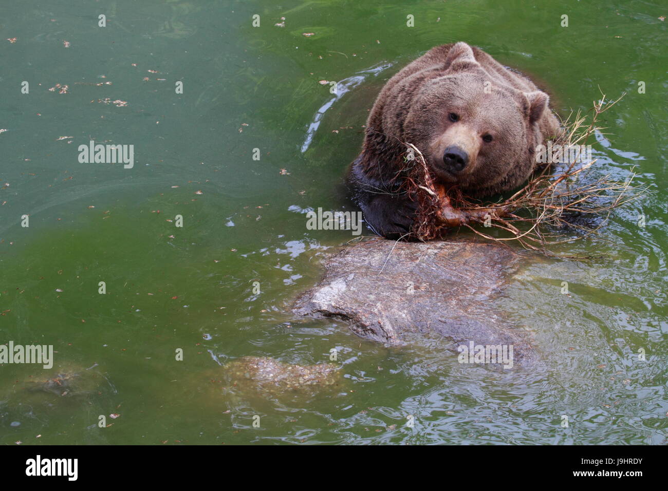bear, national park, male, fresh water, lake, inland water, water ...