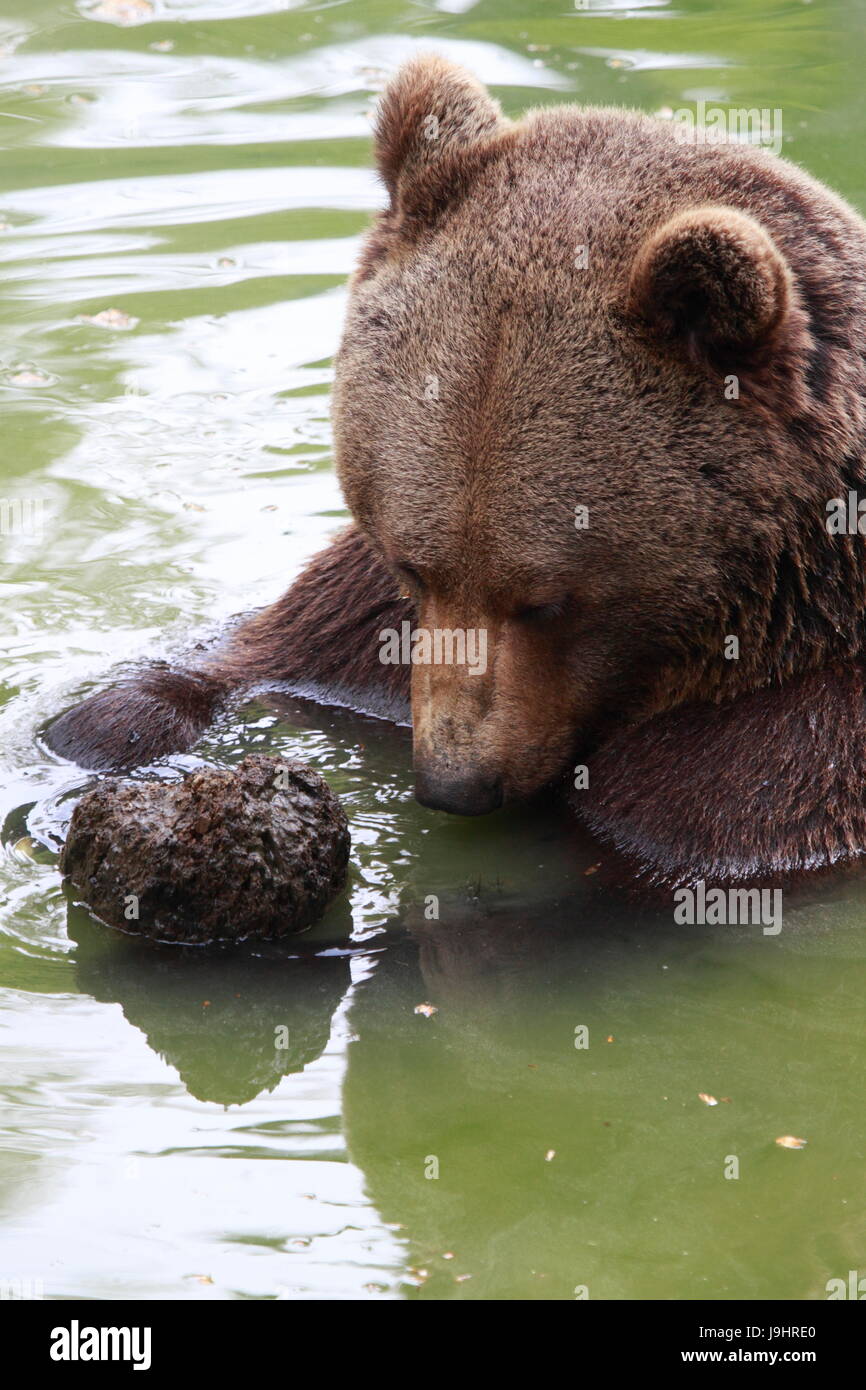 bear, national park, male, fresh water, lake, inland water, water ...
