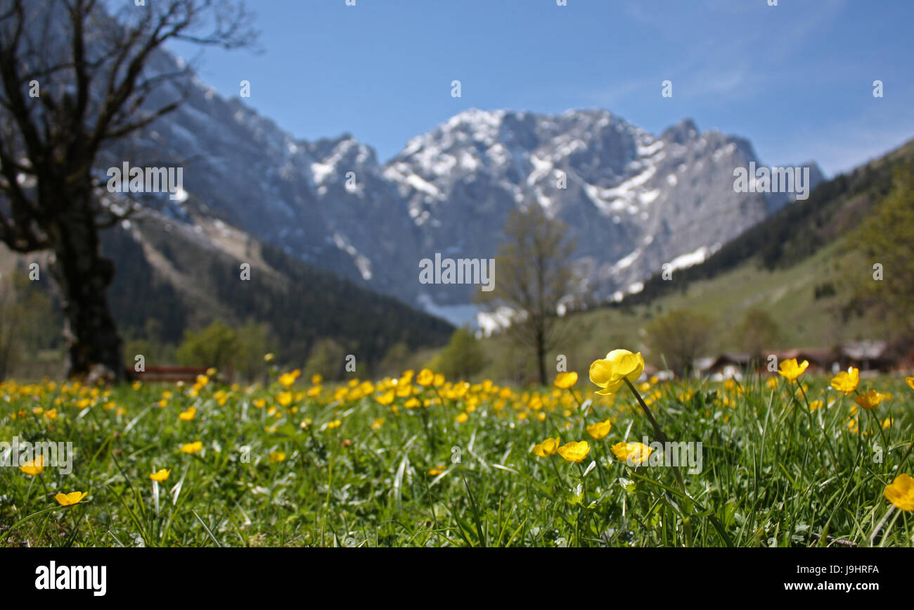 alps, conservation of nature, natural preserve, tyrol, protected ...