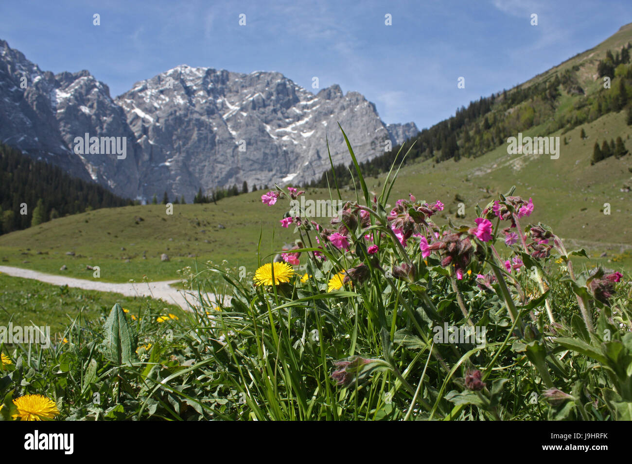 alps, conservation of nature, natural preserve, tyrol, protected ...