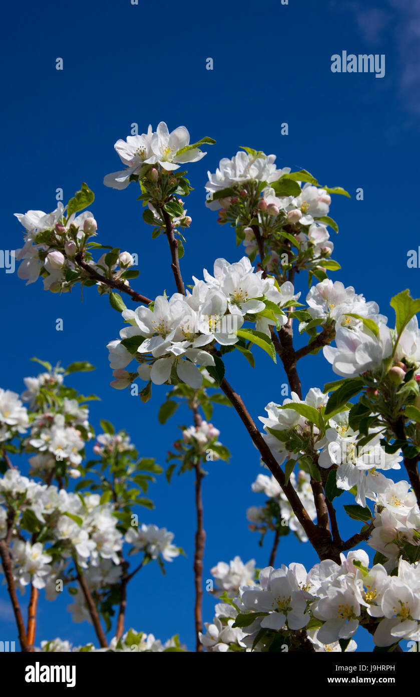 bloom, blossom, flourish, flourishing, blue, environment, enviroment ...
