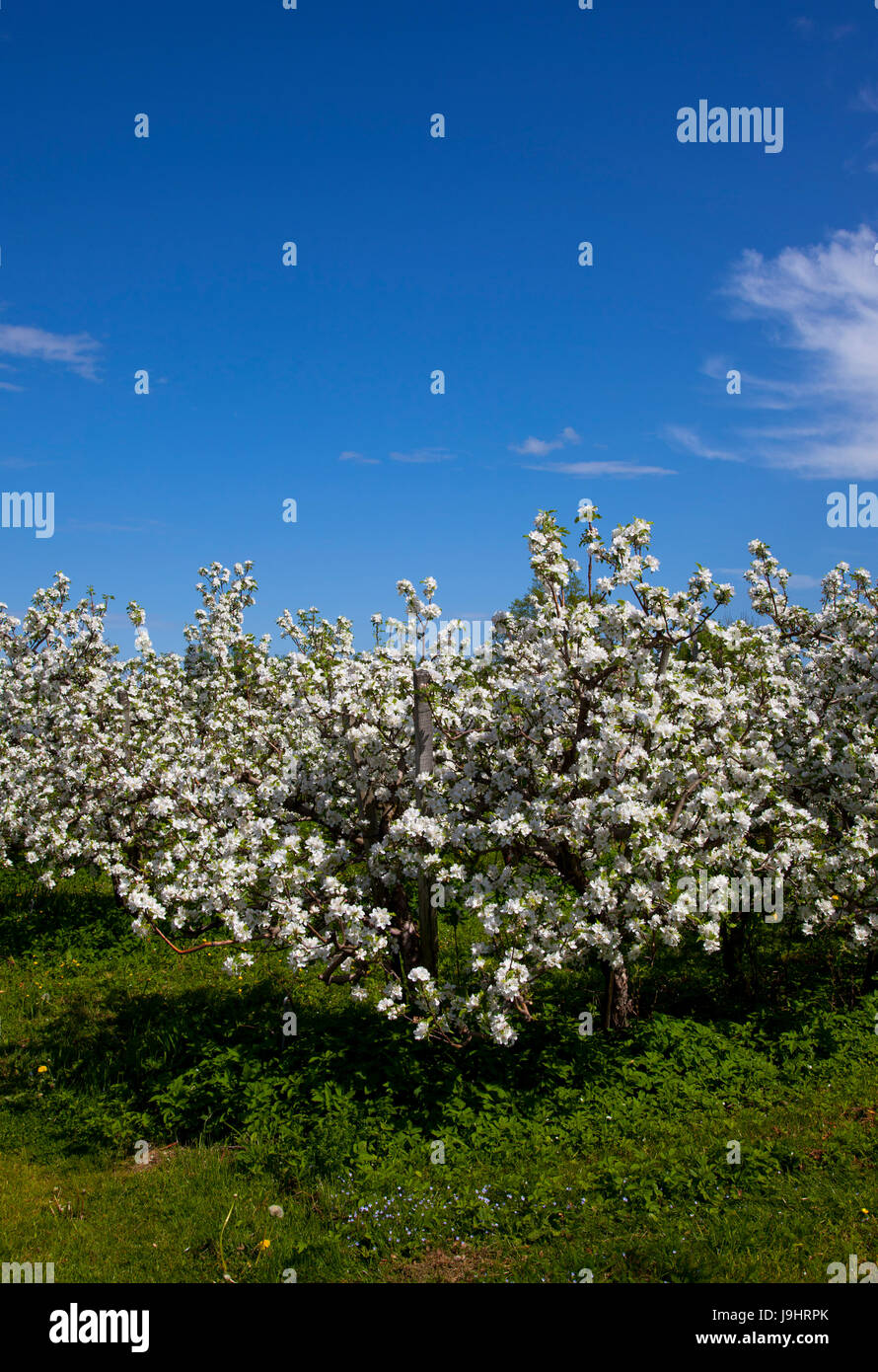 bloom, blossom, flourish, flourishing, blue, environment, enviroment ...