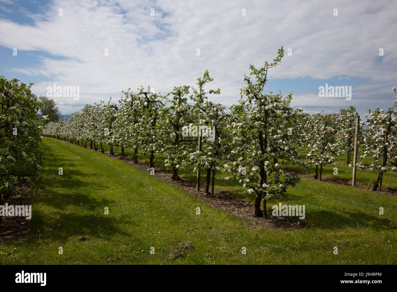 bloom, blossom, flourish, flourishing, blue, environment, enviroment ...