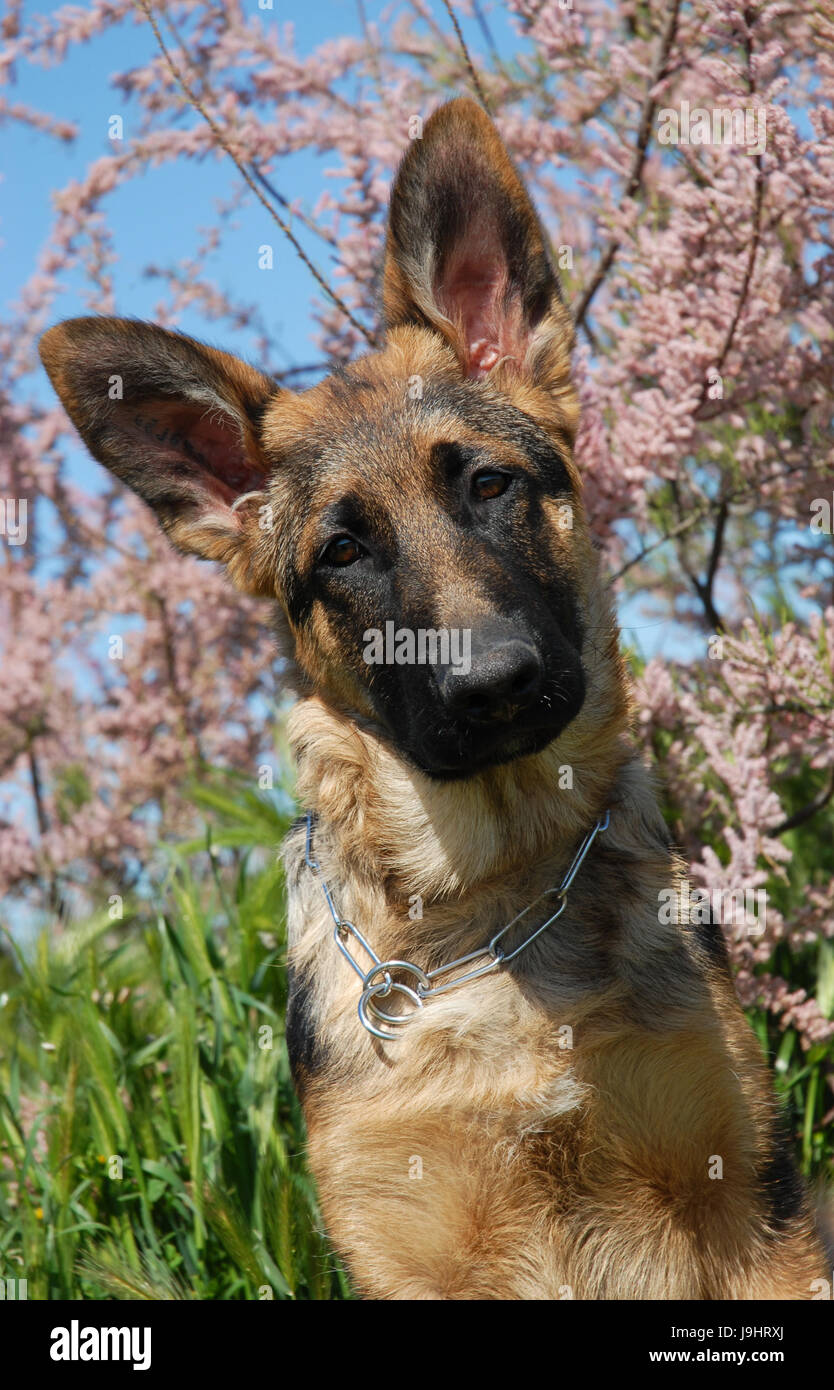 animal, pet, dog, puppy, purebred, blue, beautiful, beauteously, nice ...