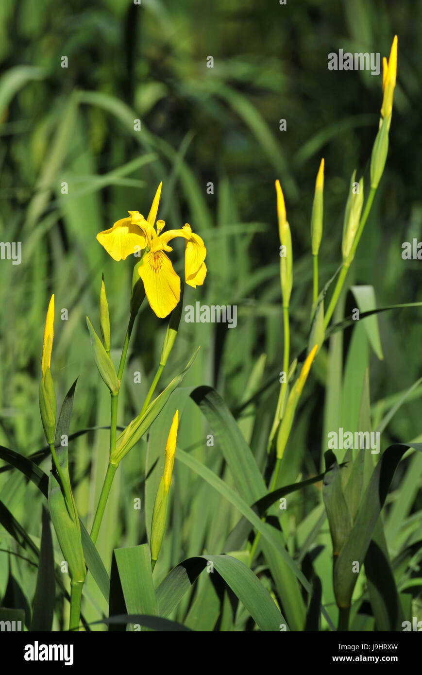 flower, plant, wild, iris, yellow, beautiful, beauteously, nice ...