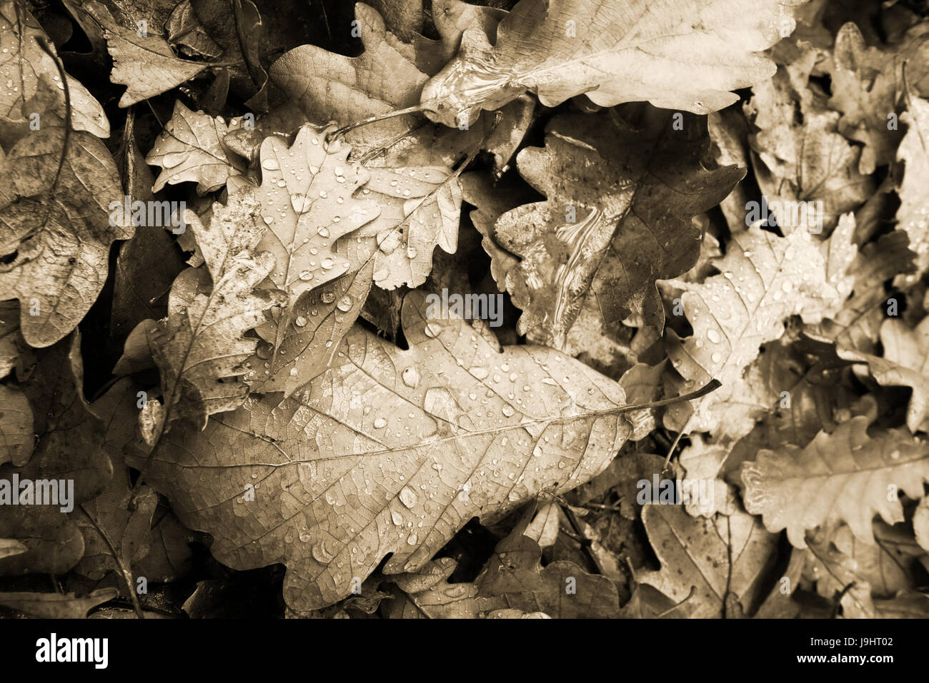 leaf, ground, soil, earth, humus, leaves, autumnal, fall, foliage ...