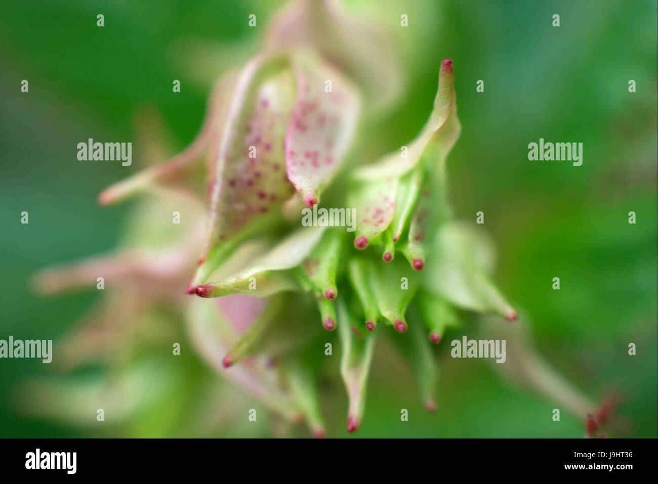 close, detail, closeup, flower, plant, up, on, piece, section, segment ...