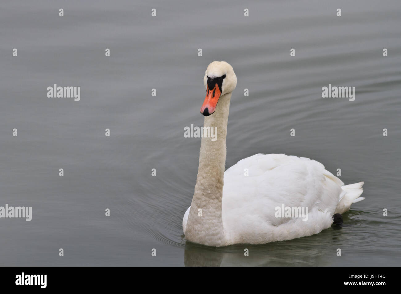 animal, bird, swan, wildlife, graceful, danube delta, water, nature ...