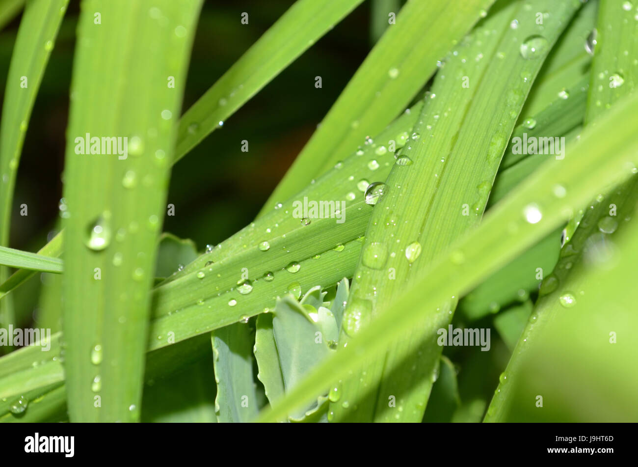 garden, raindrop, lily, dewdrop, gardens, water drop, waterdrop, water ...