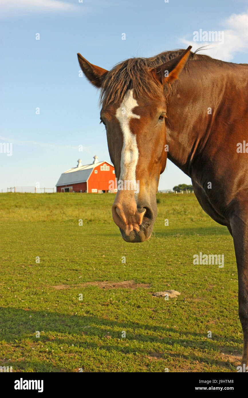 horse, field, portrait, usa, barn, pasture, belgian, close, blue, big ...