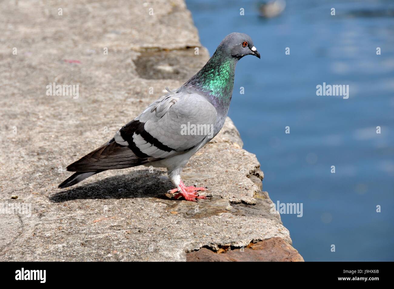 wait, waiting, city, town, animal, bird, animals, birds, wall, pigeon ...