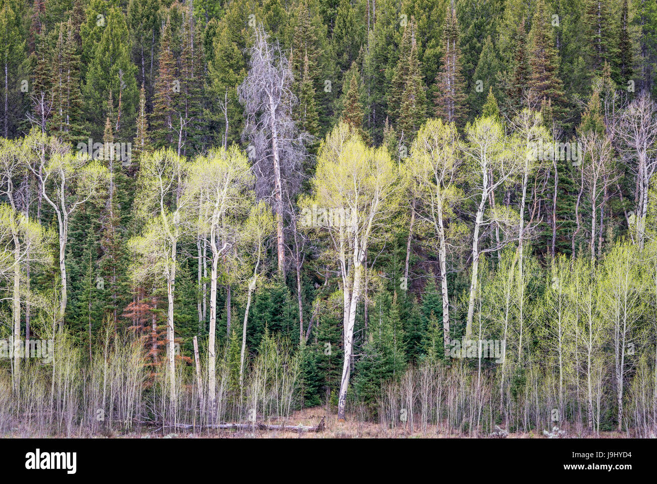 Spring in the mountains hi-res stock photography and images - Alamy
