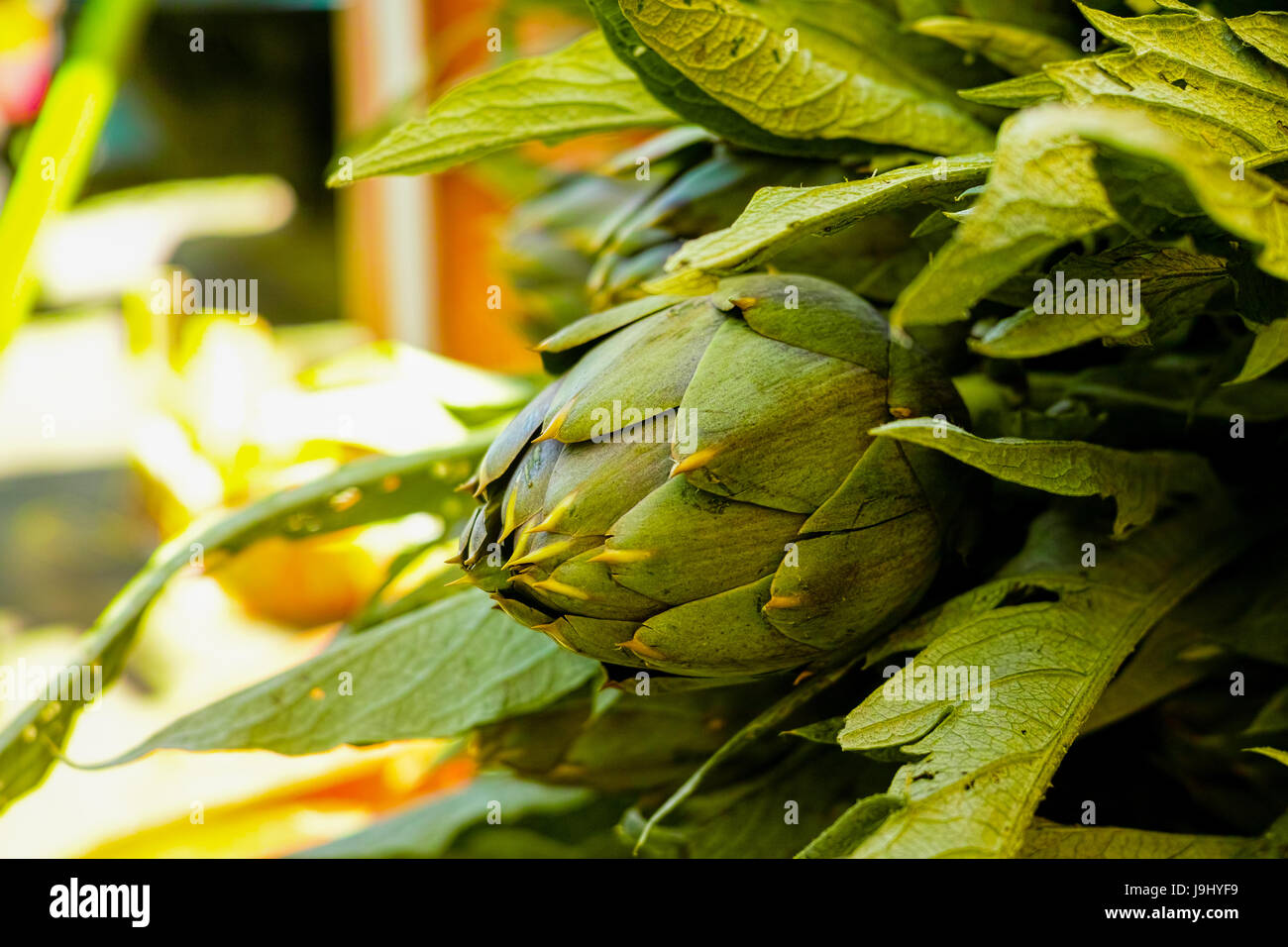 Fresh green artichokes flower heads with leaves ready to cook seasonal ...